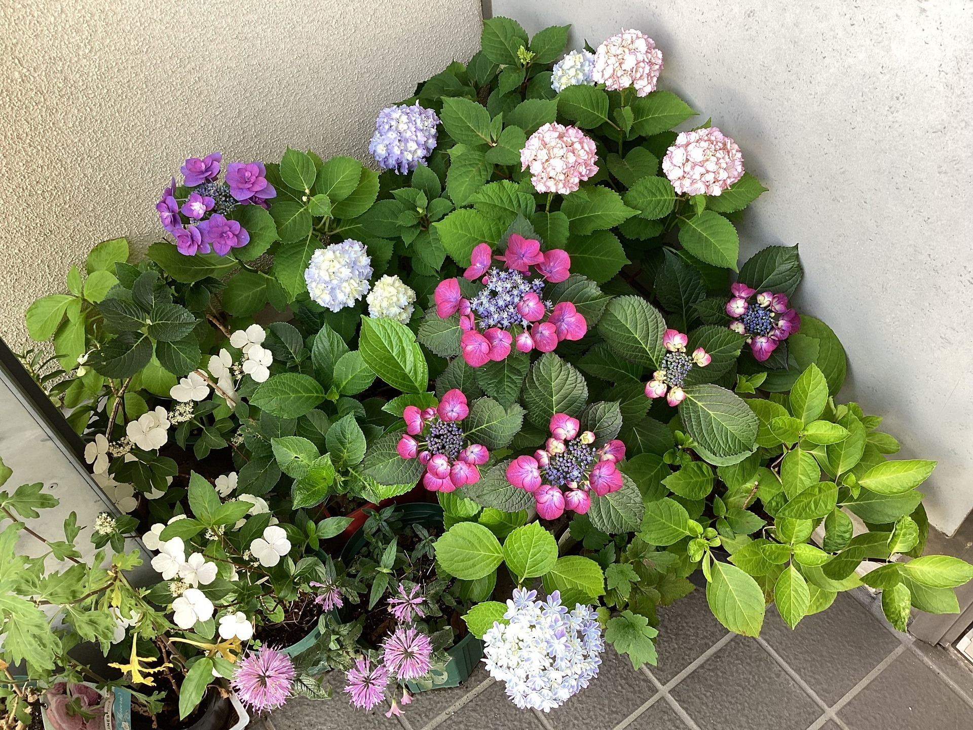 お知らせ: Machico Blog（まちこブログ）