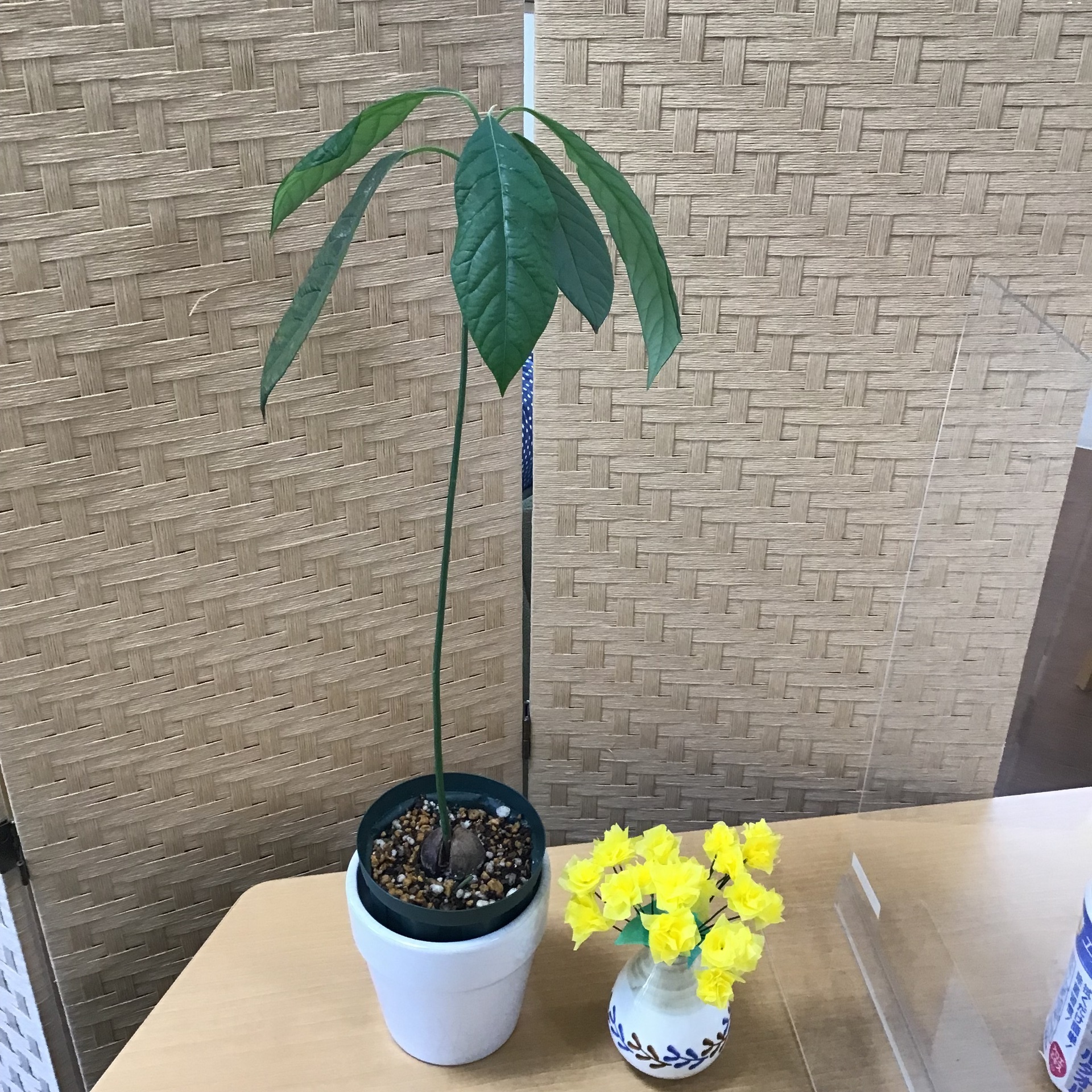 お知らせ: Machico Blog（まちこブログ）